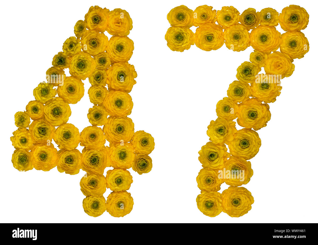 Arabic numeral 47, forty seven, from yellow flowers of buttercup ...