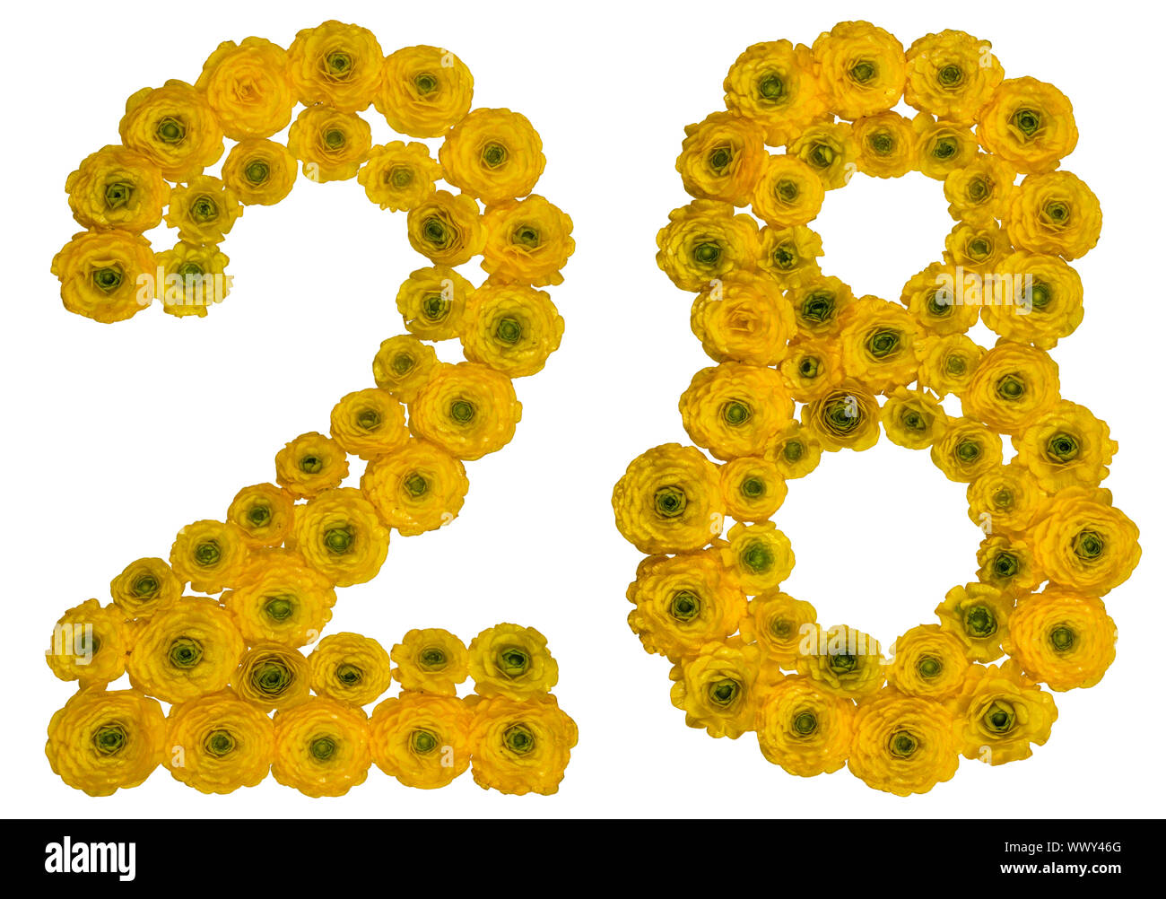Arabic numeral 28, twenty eight, from yellow flowers of buttercup ...