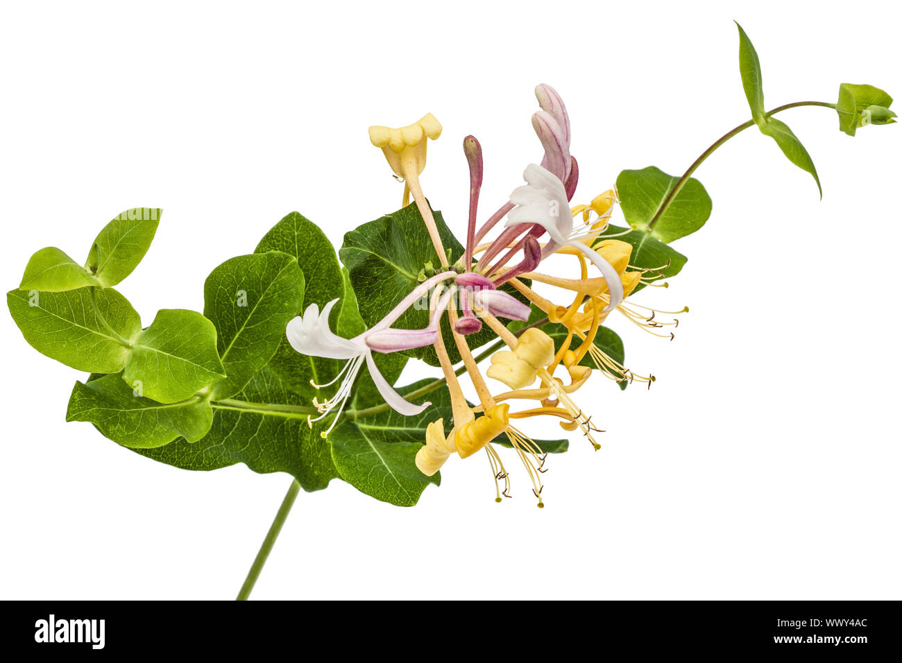 Flowers of honeysuckle, lat. Lonicera caprifolium, isolated on white ...