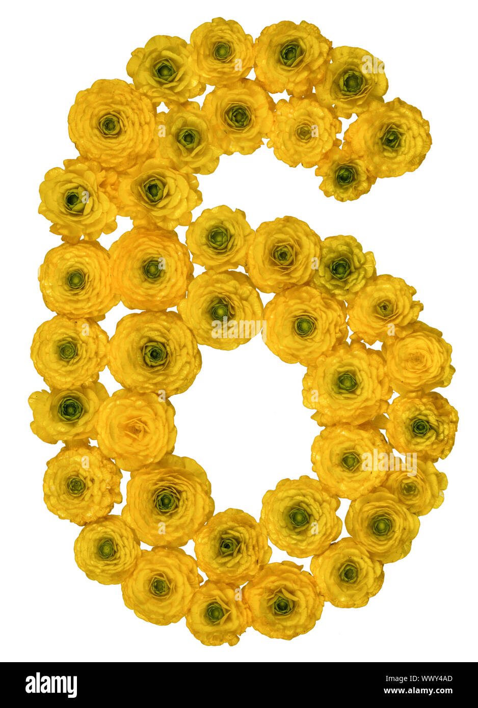 Arabic numeral 6, six, from yellow flowers of buttercup, isolated on ...