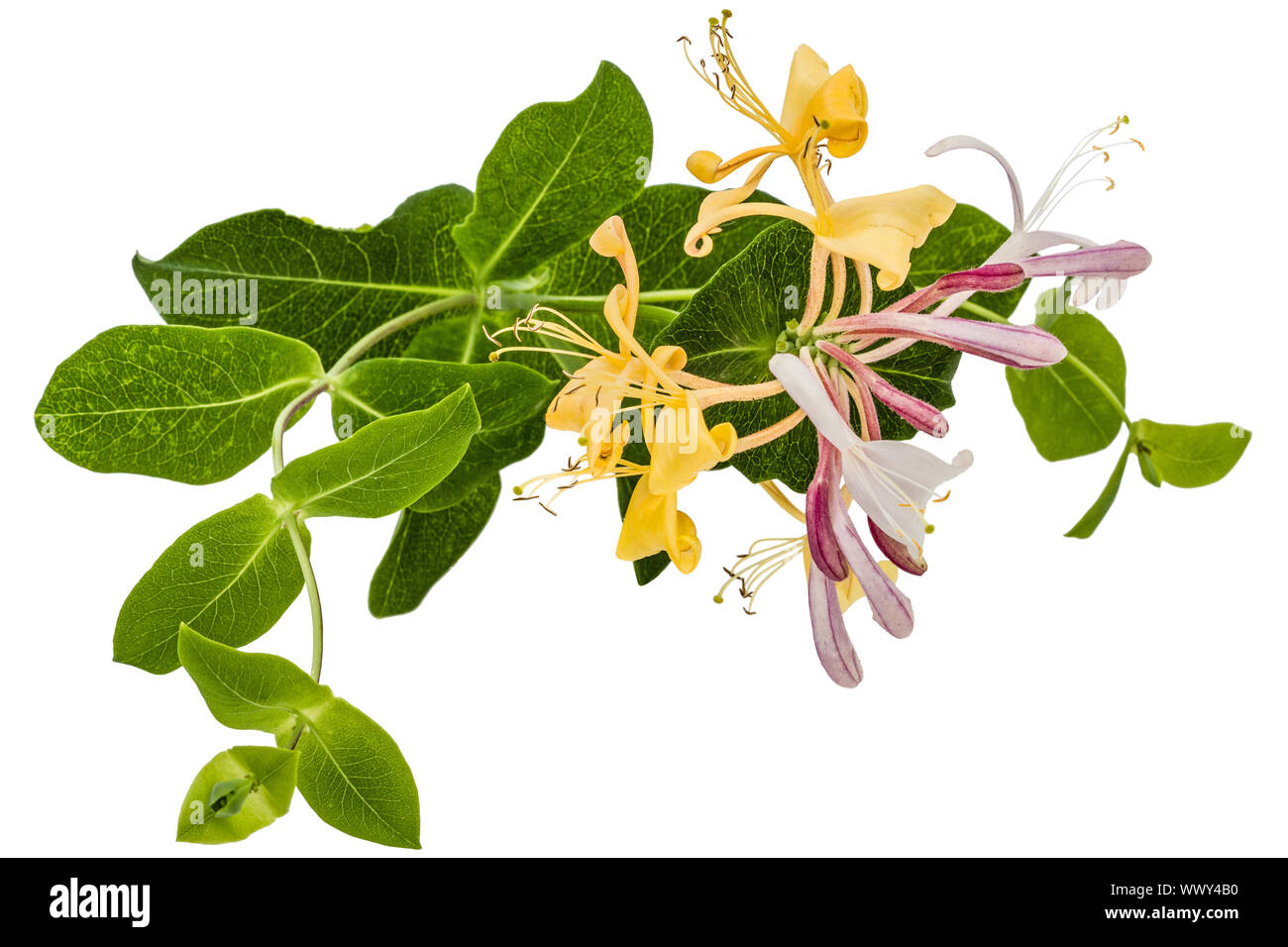 Flowers of honeysuckle, lat. Lonicera caprifolium, isolated on white ...
