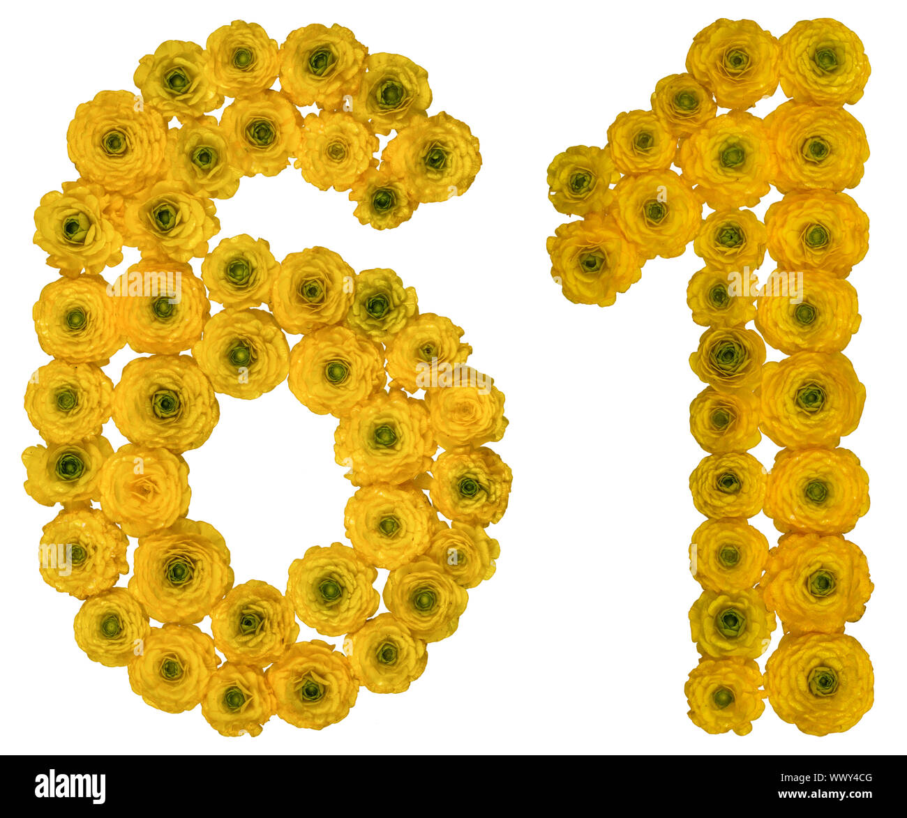 Arabic numeral 61, sixty one, from yellow flowers of buttercup ...