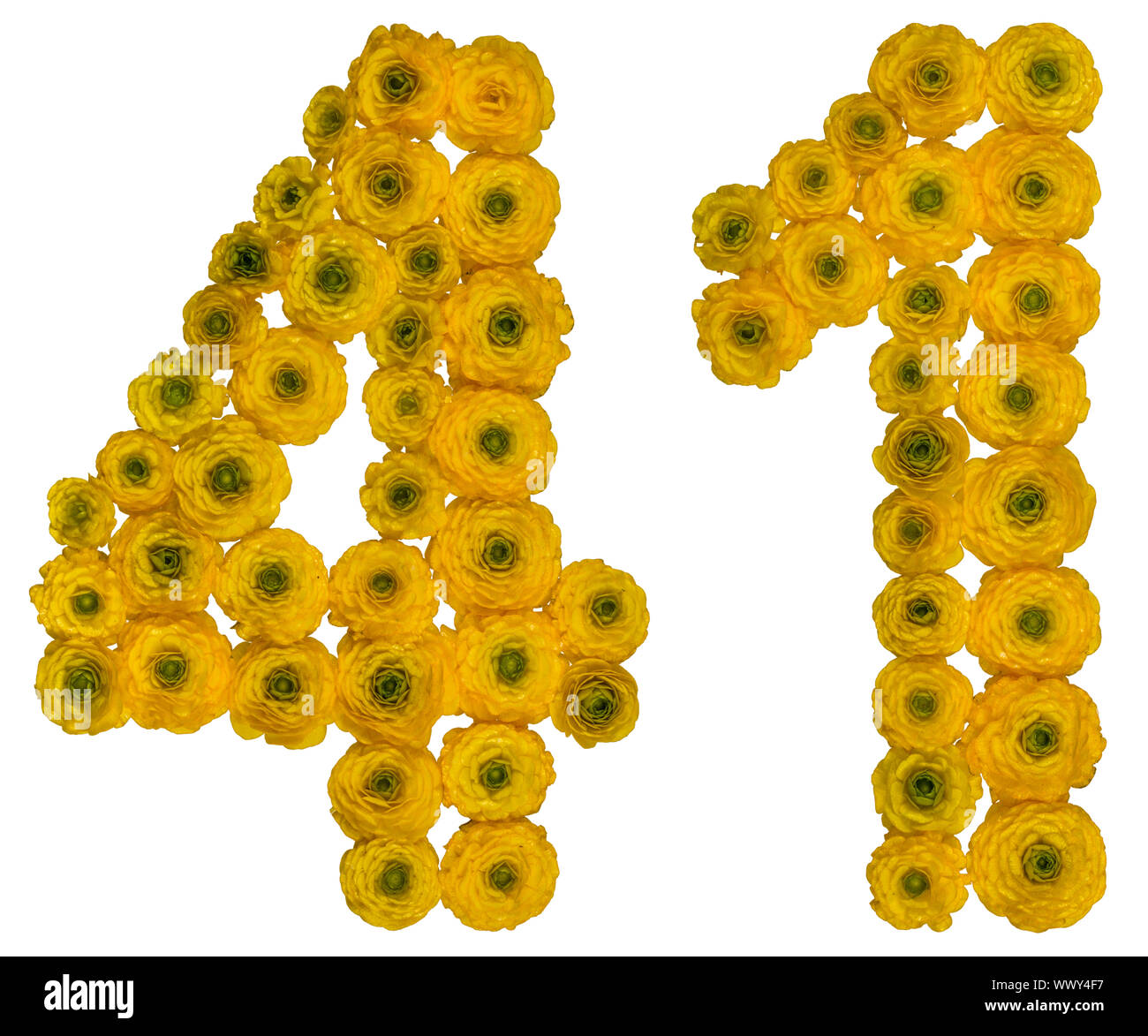 Arabic numeral 41, forty one, from yellow flowers of buttercup ...