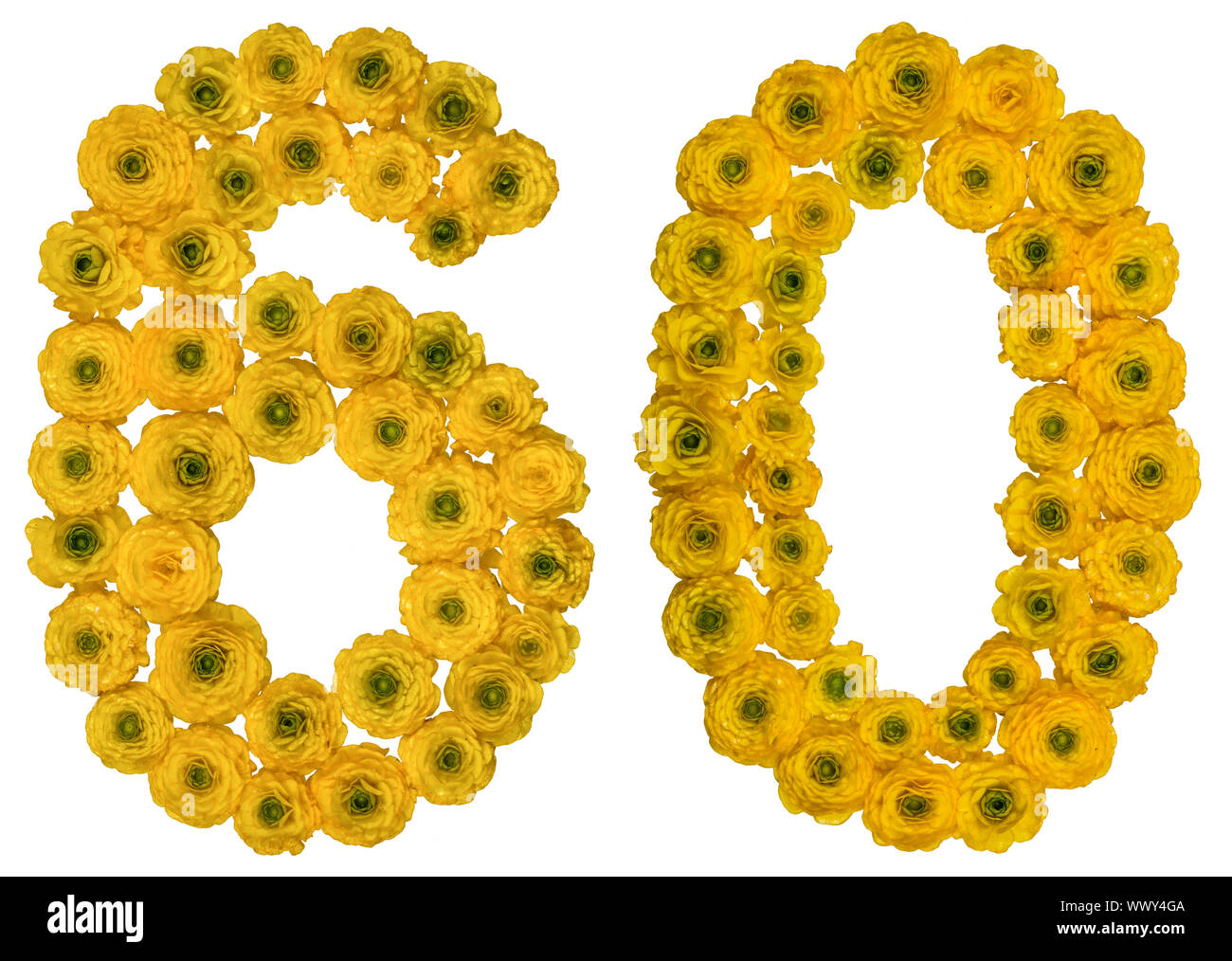 Arabic numeral 60, sixty, from yellow flowers of buttercup, isolated on ...
