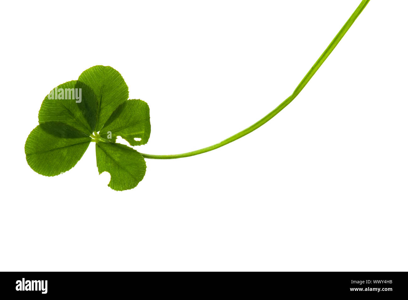 Five Leaf Clover isolated on the white background Stock Photo - Alamy