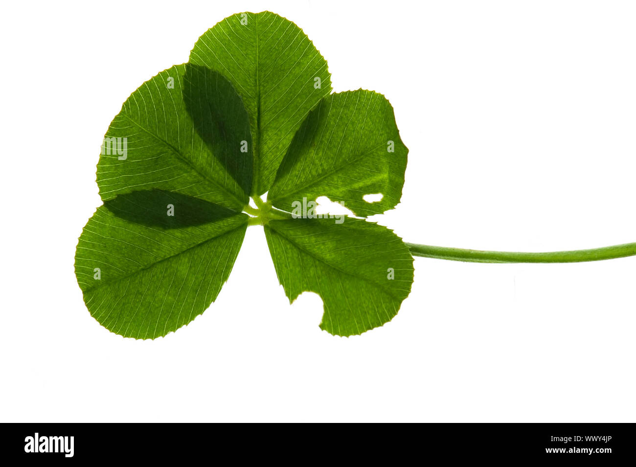 Five Leaf Clover isolated on the white background Stock Photo - Alamy