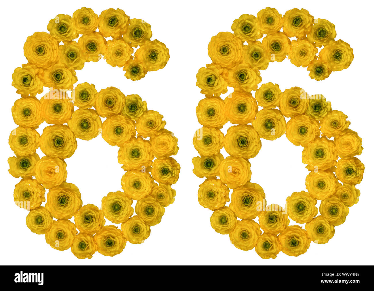 Arabic numeral 66, sixty six, from yellow flowers of buttercup ...