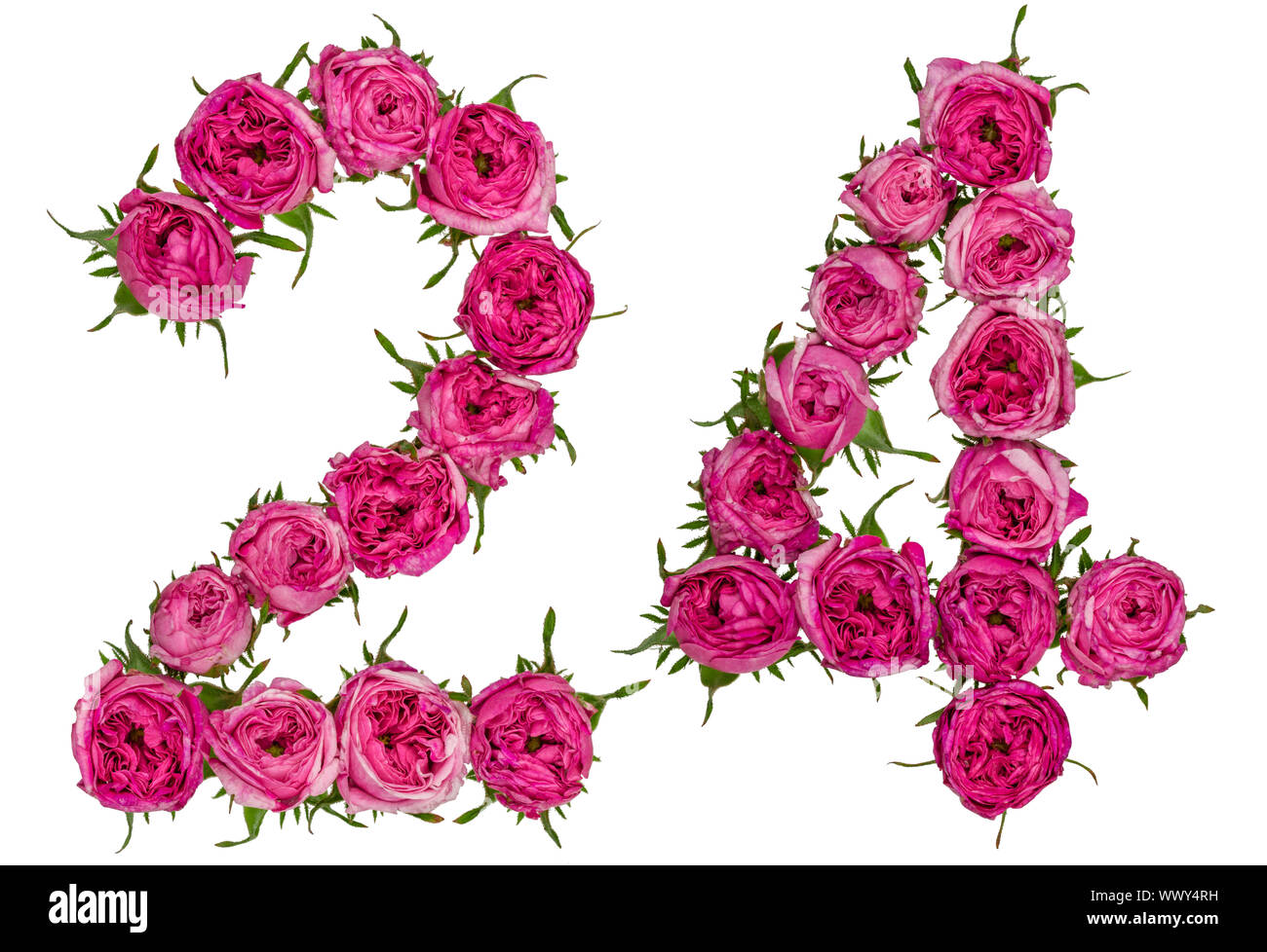 Arabic numeral 24, twenty four, from red flowers of rose, isolated on ...