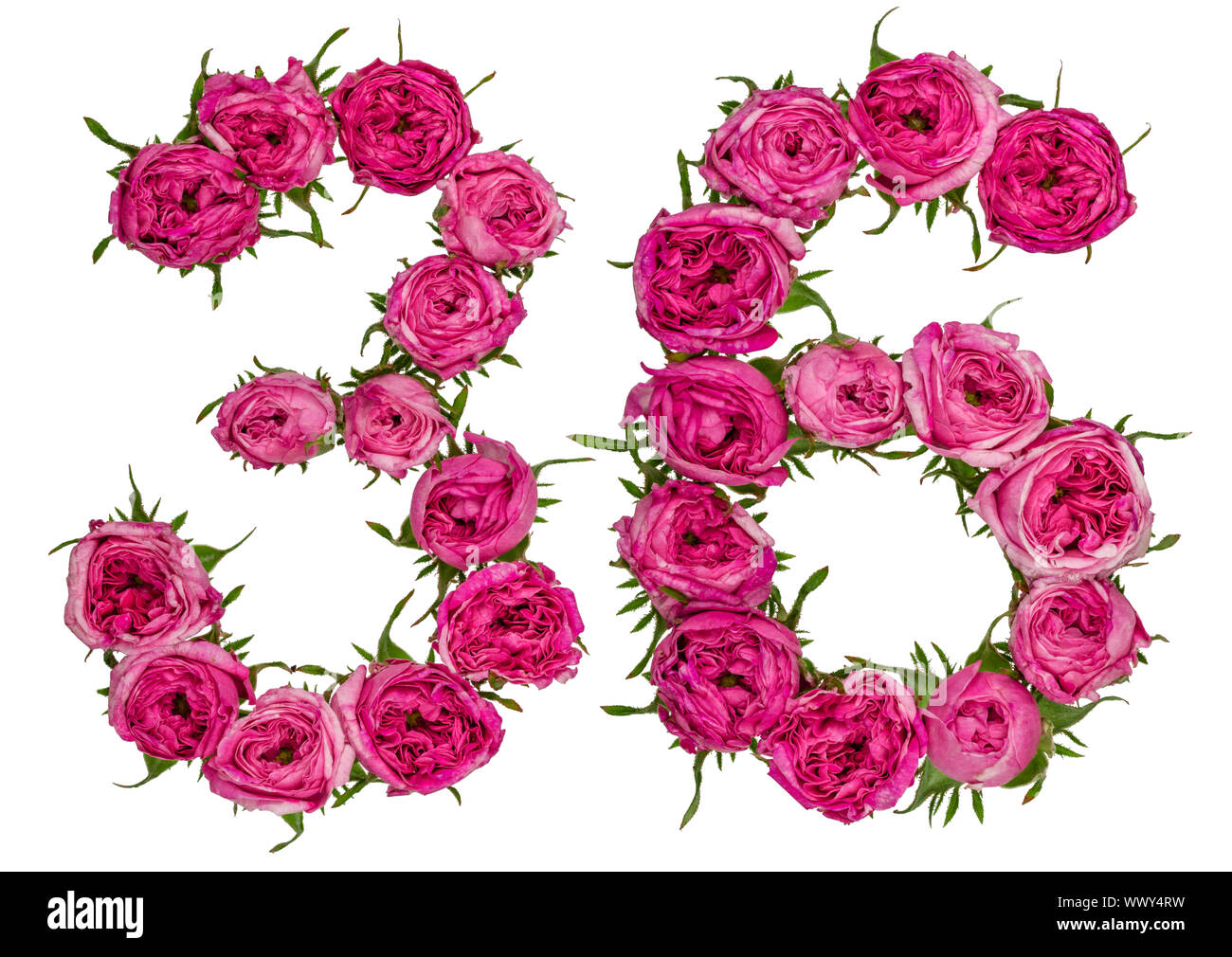 Arabic numeral 36, thirty six, from red flowers of rose, isolated on ...