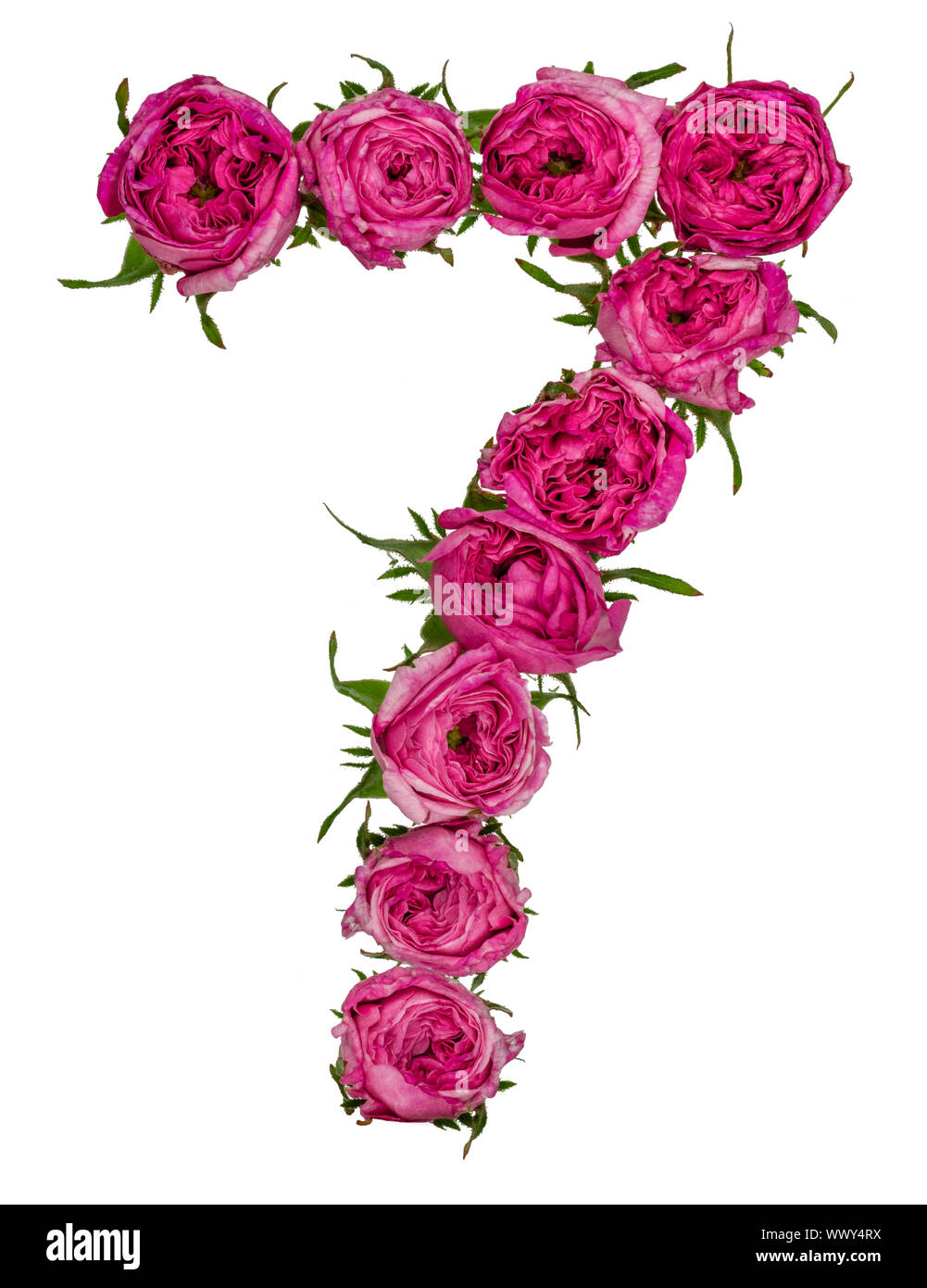 Arabic numeral 7, seven, from red flowers of rose, isolated on white ...