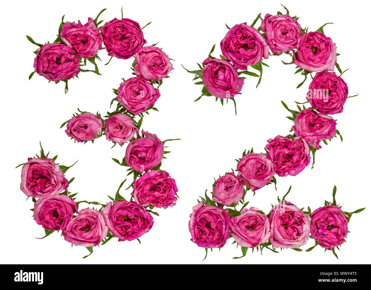 Arabic numeral 32, thirty two, from red flowers of rose, isolated on ...