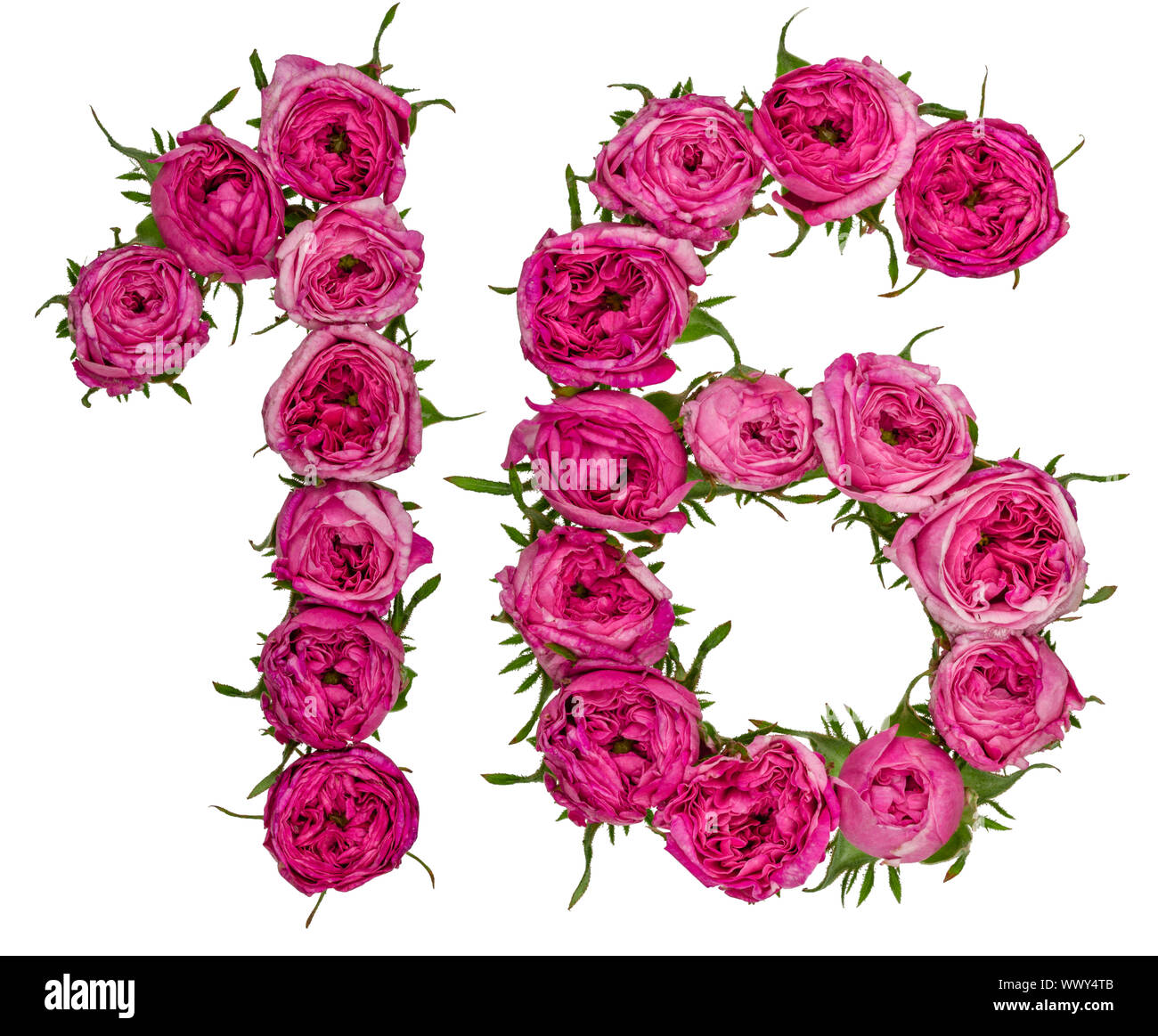 Arabic numeral 16, sixteen, from red flowers of rose, isolated on white ...
