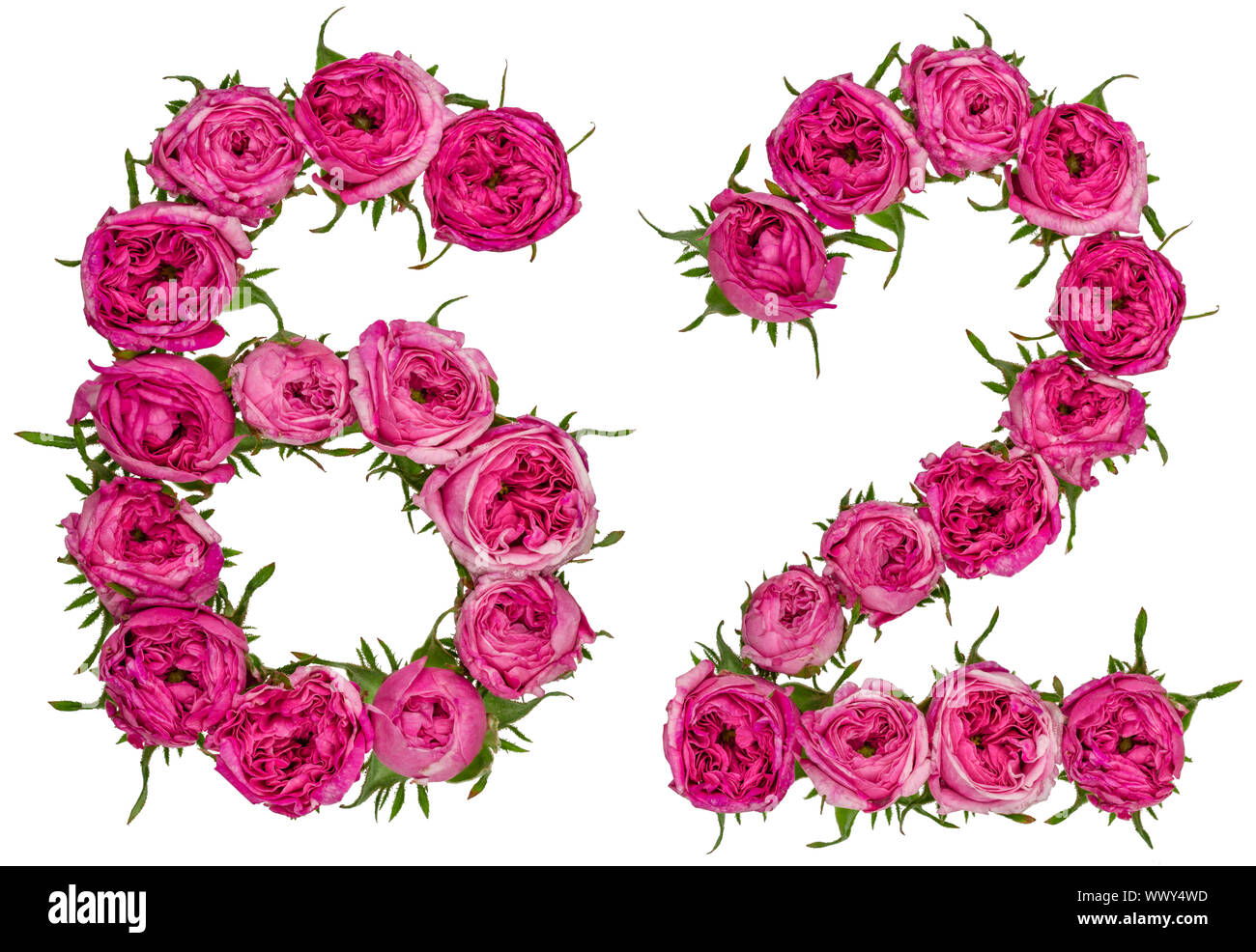 Arabic numeral 62, sixty two, from red flowers of rose, isolated on ...