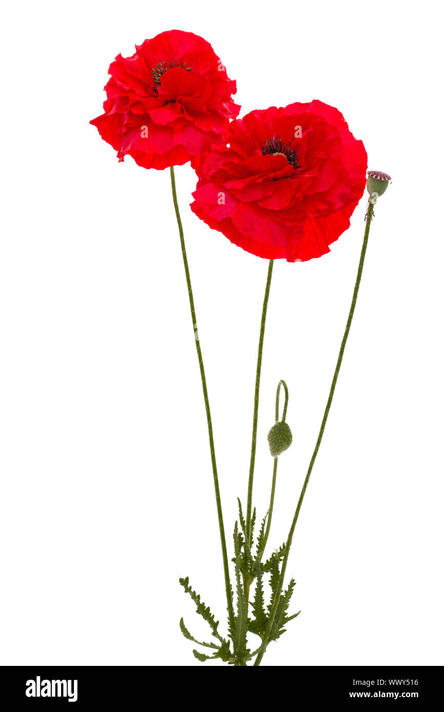 Flowers of red poppy, lat. Papaver, isolated on white background Stock ...