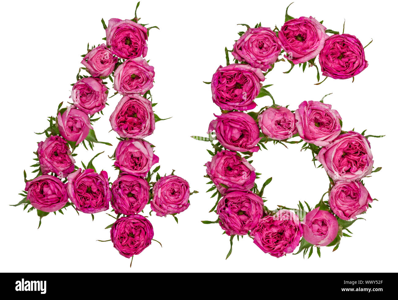 Arabic numeral 46, forty six, from red flowers of rose, isolated on ...