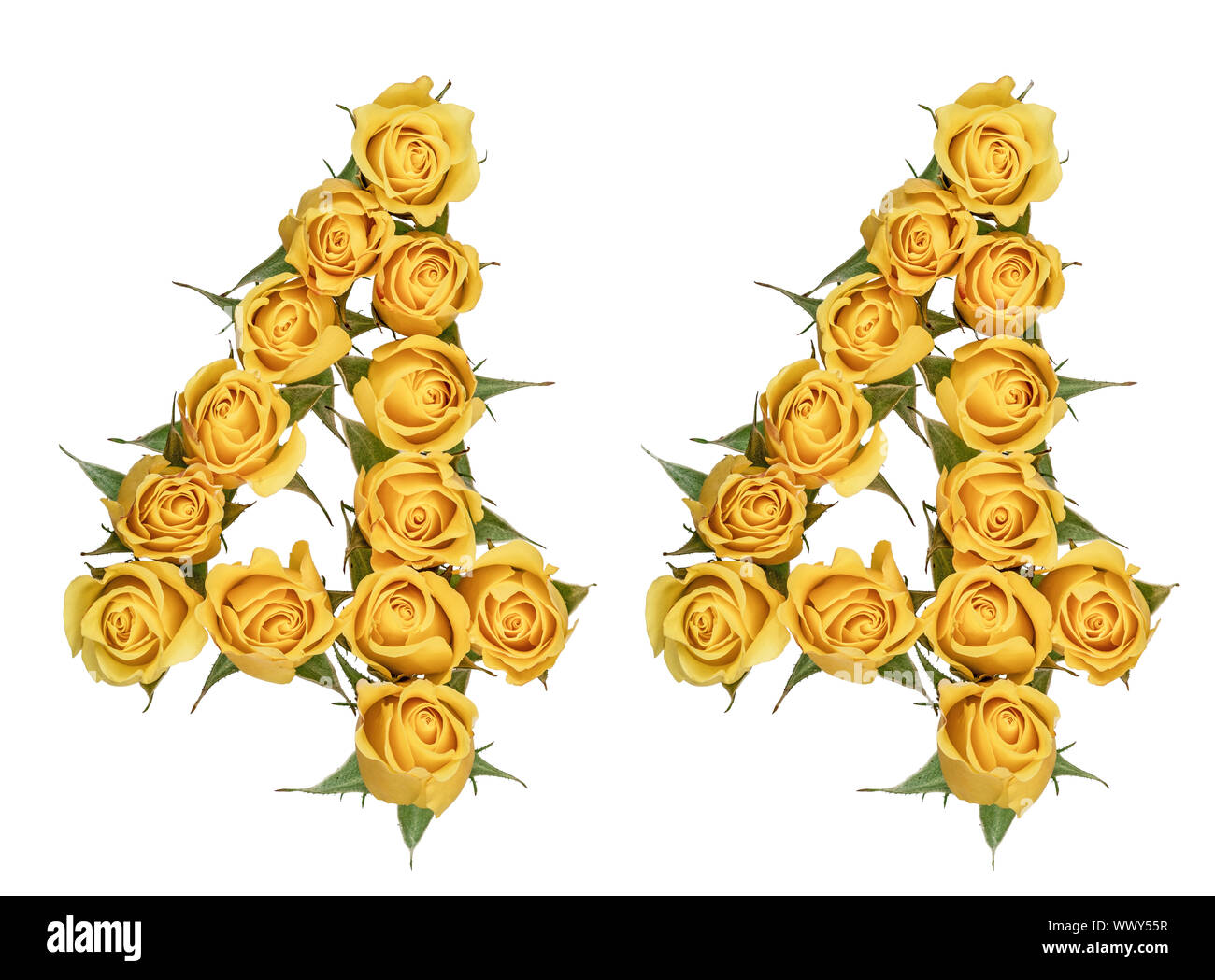 Arabic numeral 44, forty four, from yellow flowers of rose, isolated on ...