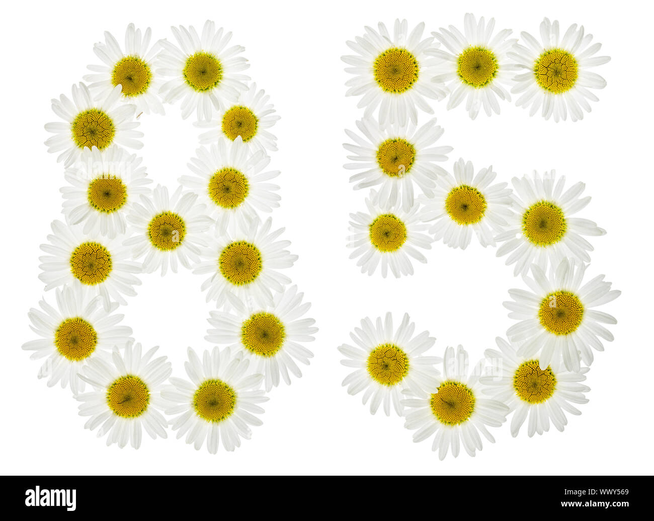 Arabic numeral 85, eighty five, from white flowers of chamomile ...