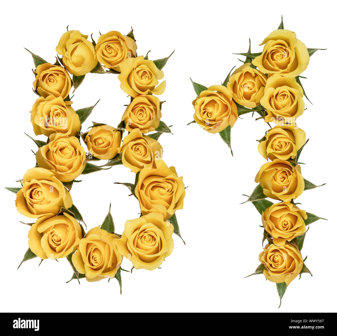 Arabic numeral 81, eighty one, from yellow flowers of rose, isolated on ...