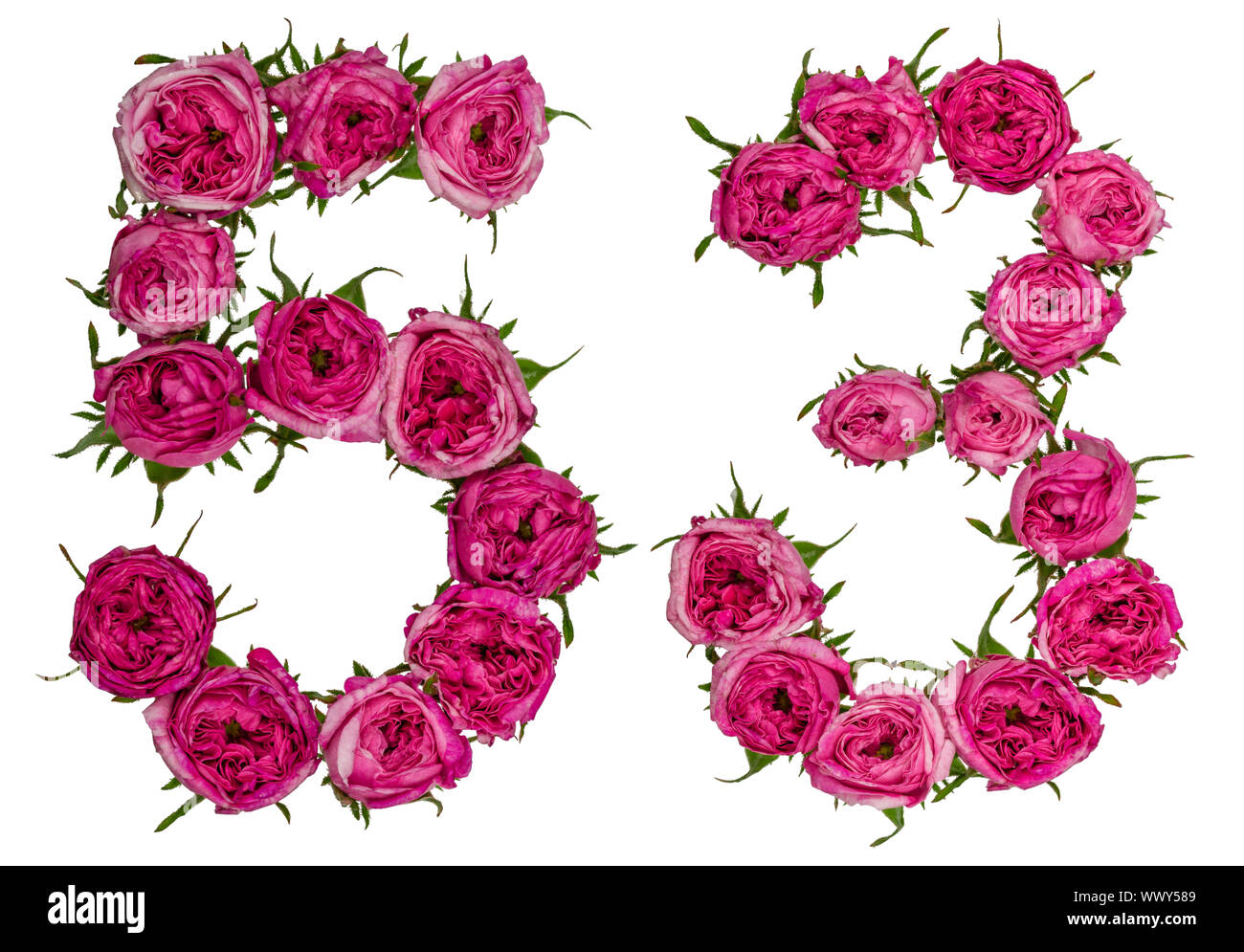 Arabic numeral 53, fifty three, from red flowers of rose, isolated on ...
