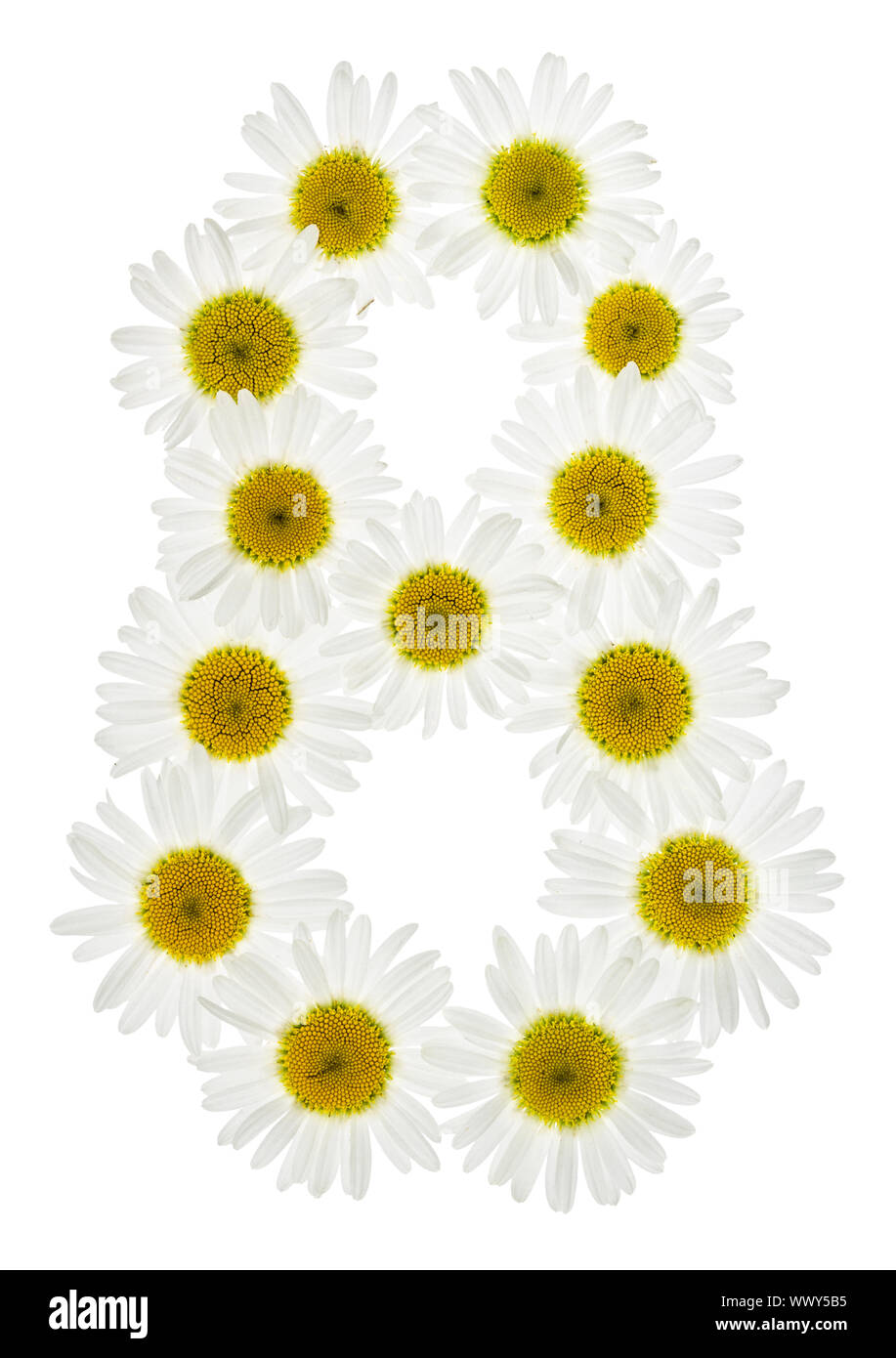 Arabic numeral 8, eight, from white flowers of chamomile, isolated on ...