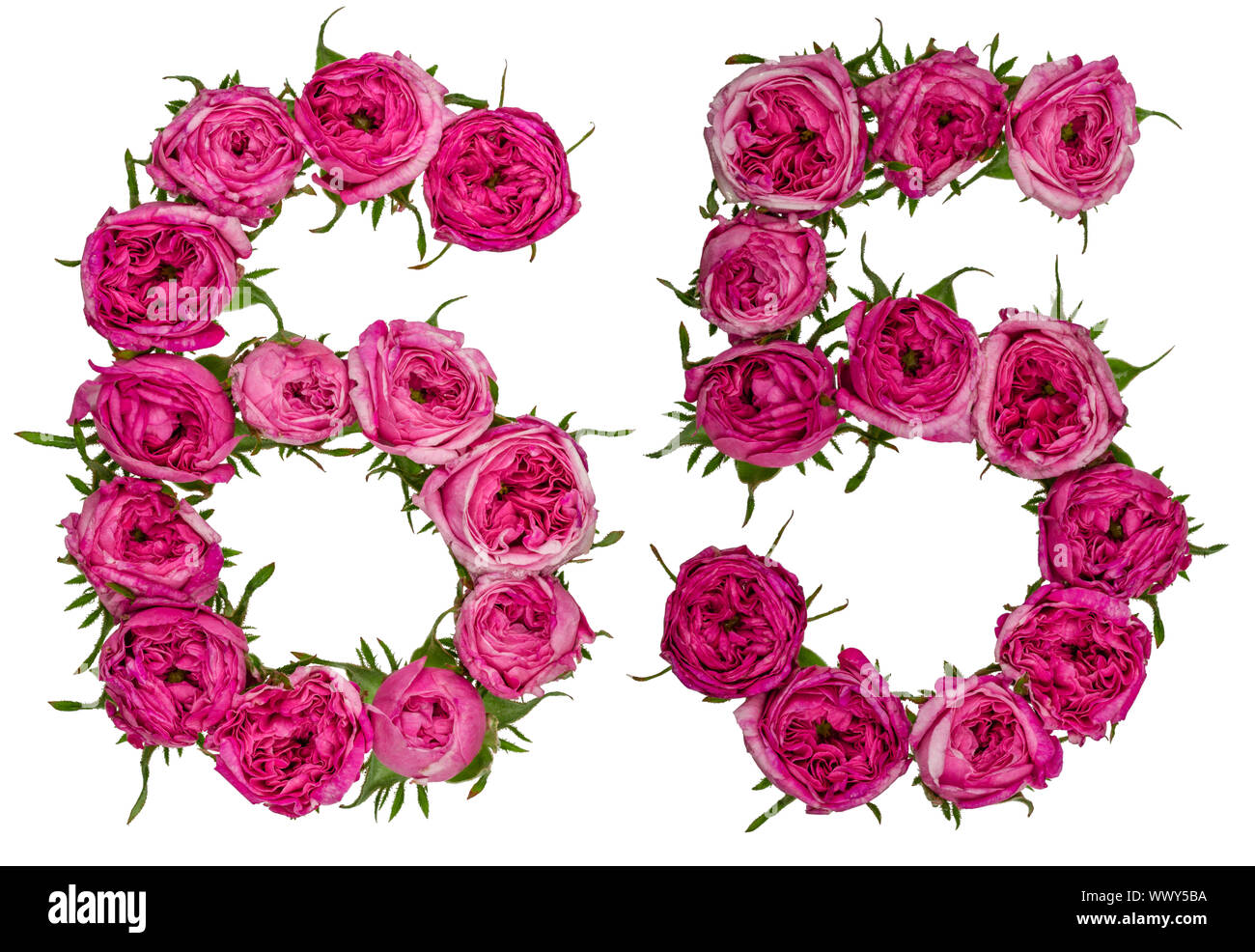 Arabic numeral 65, sixty five, from red flowers of rose, isolated on ...