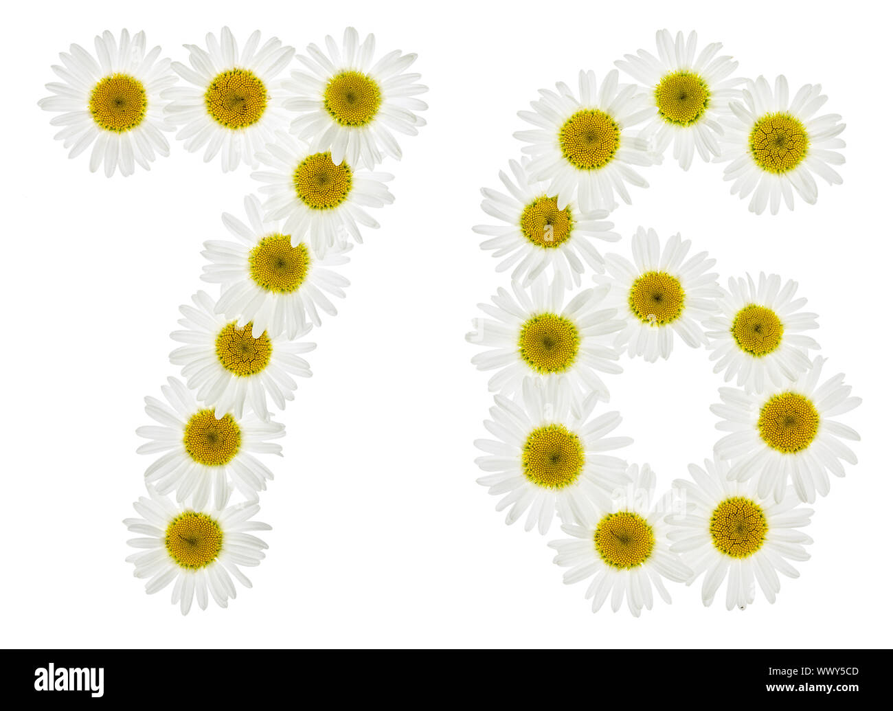 Arabic numeral 76, seventy six, from white flowers of chamomile ...