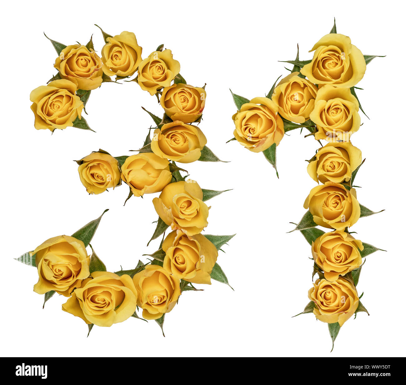 Arabic numeral 31, thirty one, from yellow flowers of rose, isolated on ...