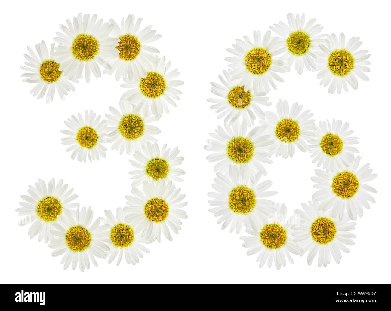 Arabic numeral 36, thirty six, from white flowers of chamomile ...