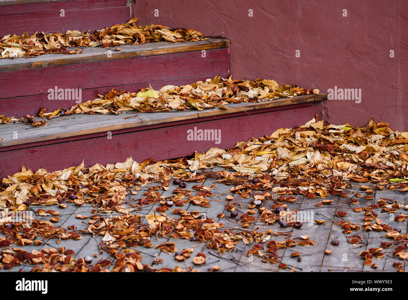 Fallen autumn foliage and chestnuts on a city street. Abstract autumn ...