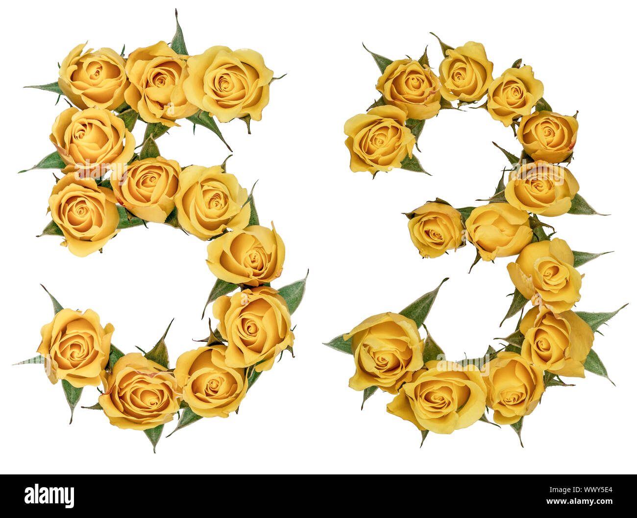 Arabic numeral 53, fifty three, from yellow flowers of rose, isolated ...