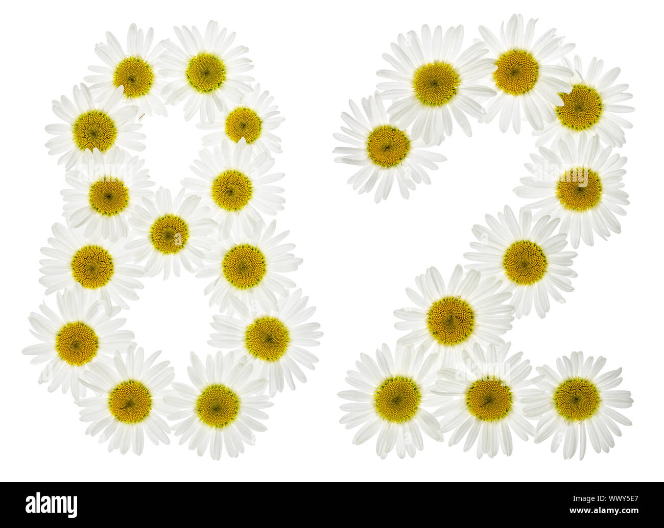 Arabic numeral 82, eighty two, from white flowers of chamomile ...