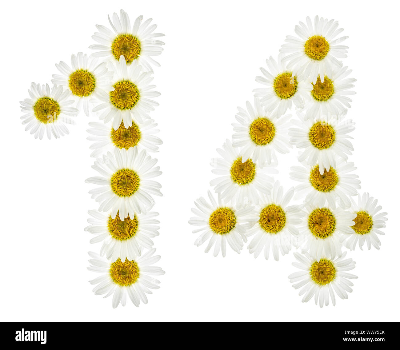 Arabic numeral 14, fourteen, from white flowers of chamomile, isolated ...