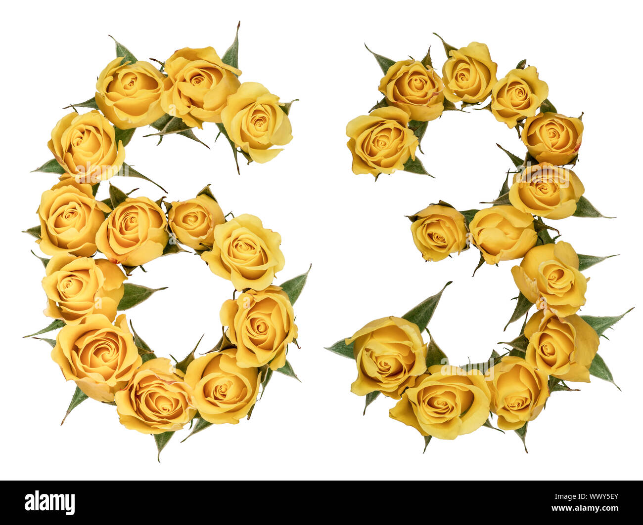 Arabic numeral 63, sixty three, from yellow flowers of rose, isolated ...