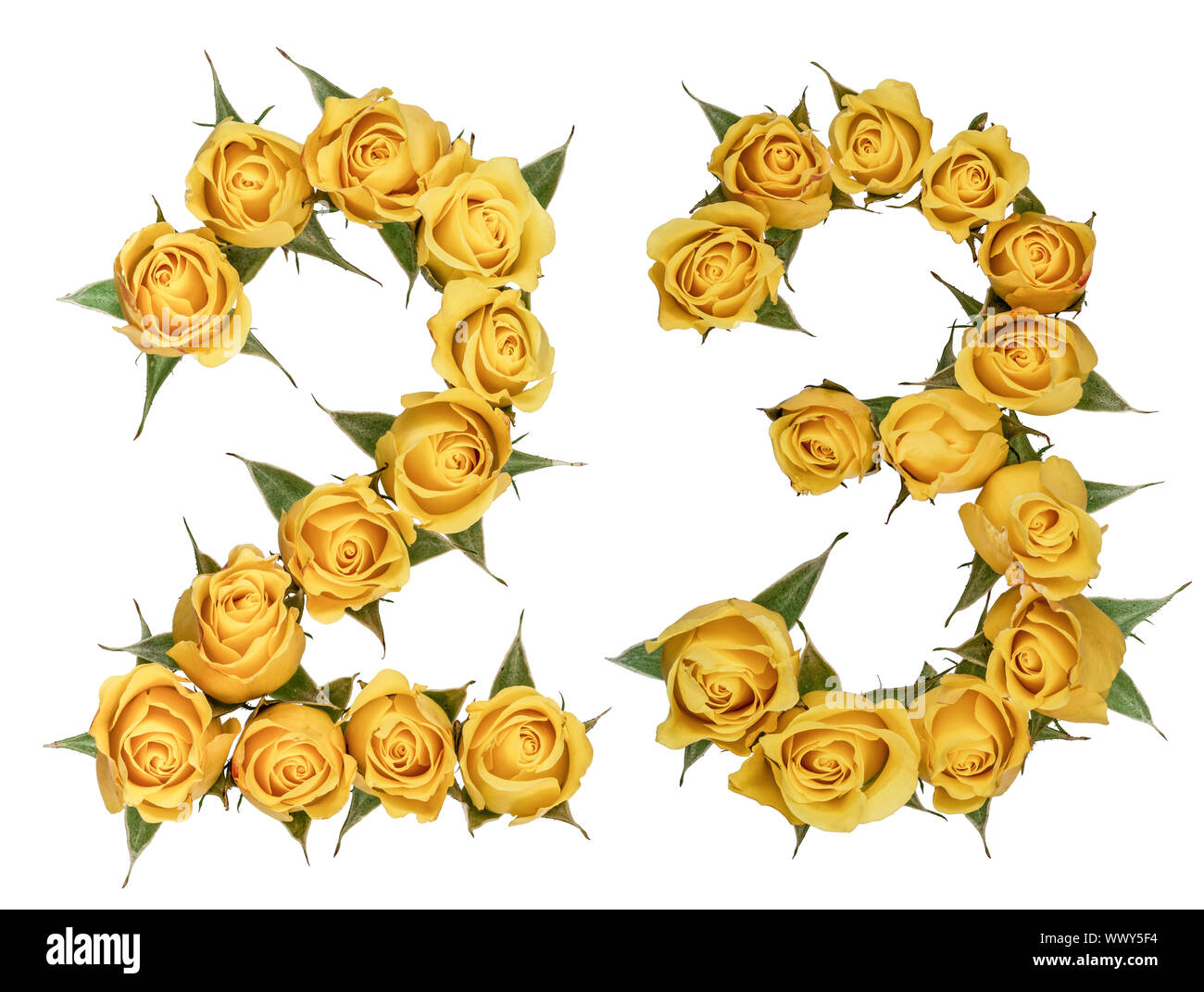Arabic numeral 23, twenty three, from yellow flowers of rose, isolated ...