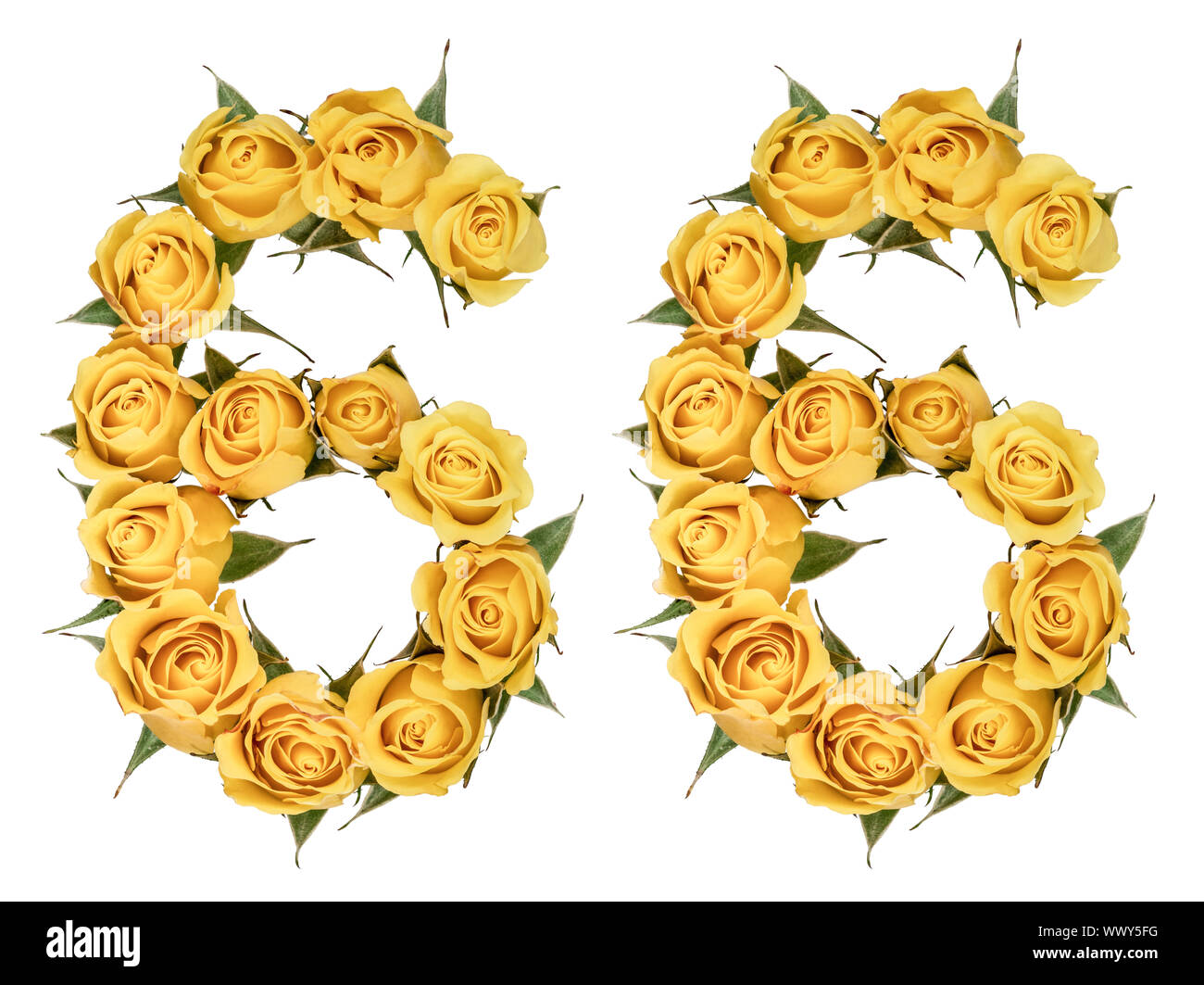 Arabic numeral 66, sixty six, from yellow flowers of rose, isolated on ...