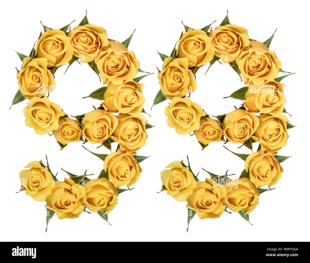 Arabic numeral 99, ninety nine, from yellow flowers of rose, isolated ...
