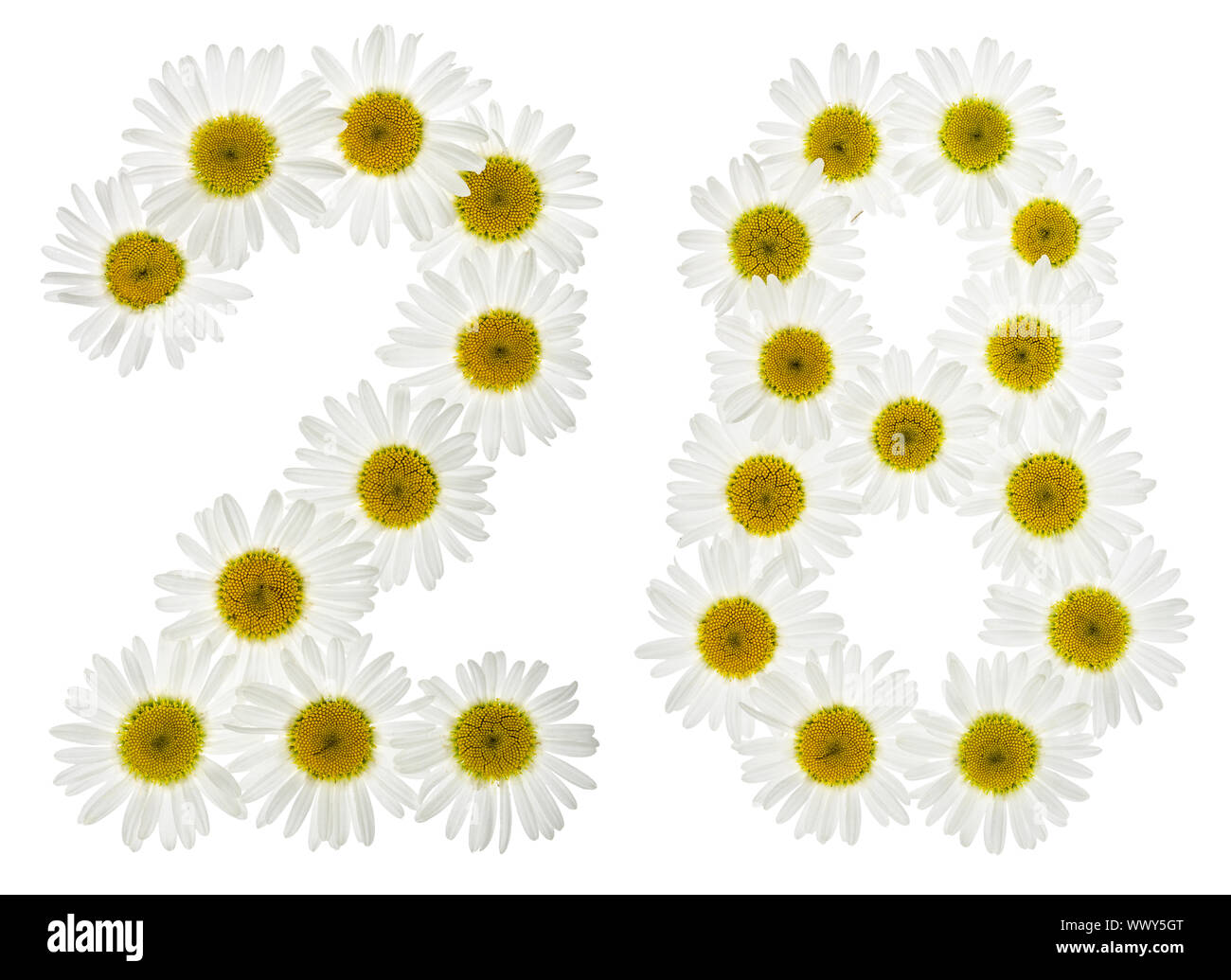 Arabic numeral 28, twenty eight, from white flowers of chamomile ...