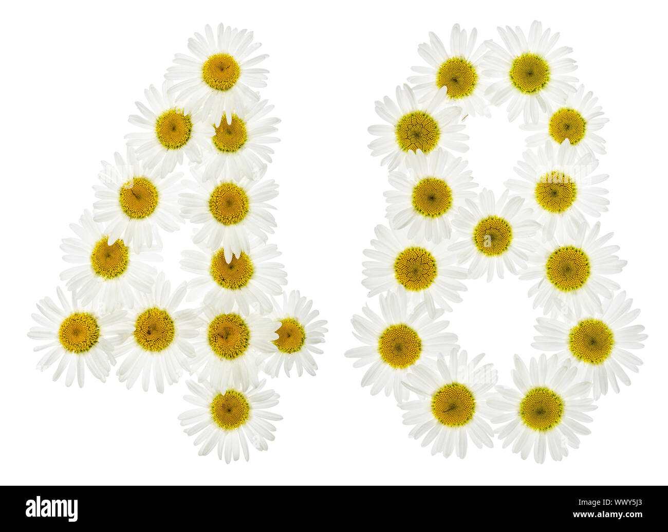Arabic numeral 48, forty eight, from white flowers of chamomile ...