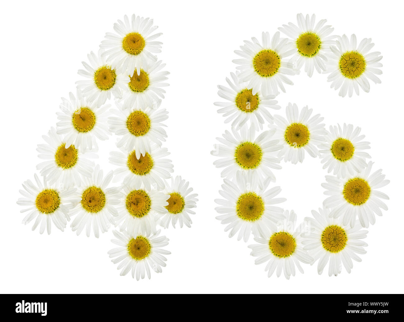 Arabic numeral 46, forty six, from white flowers of chamomile, isolated ...
