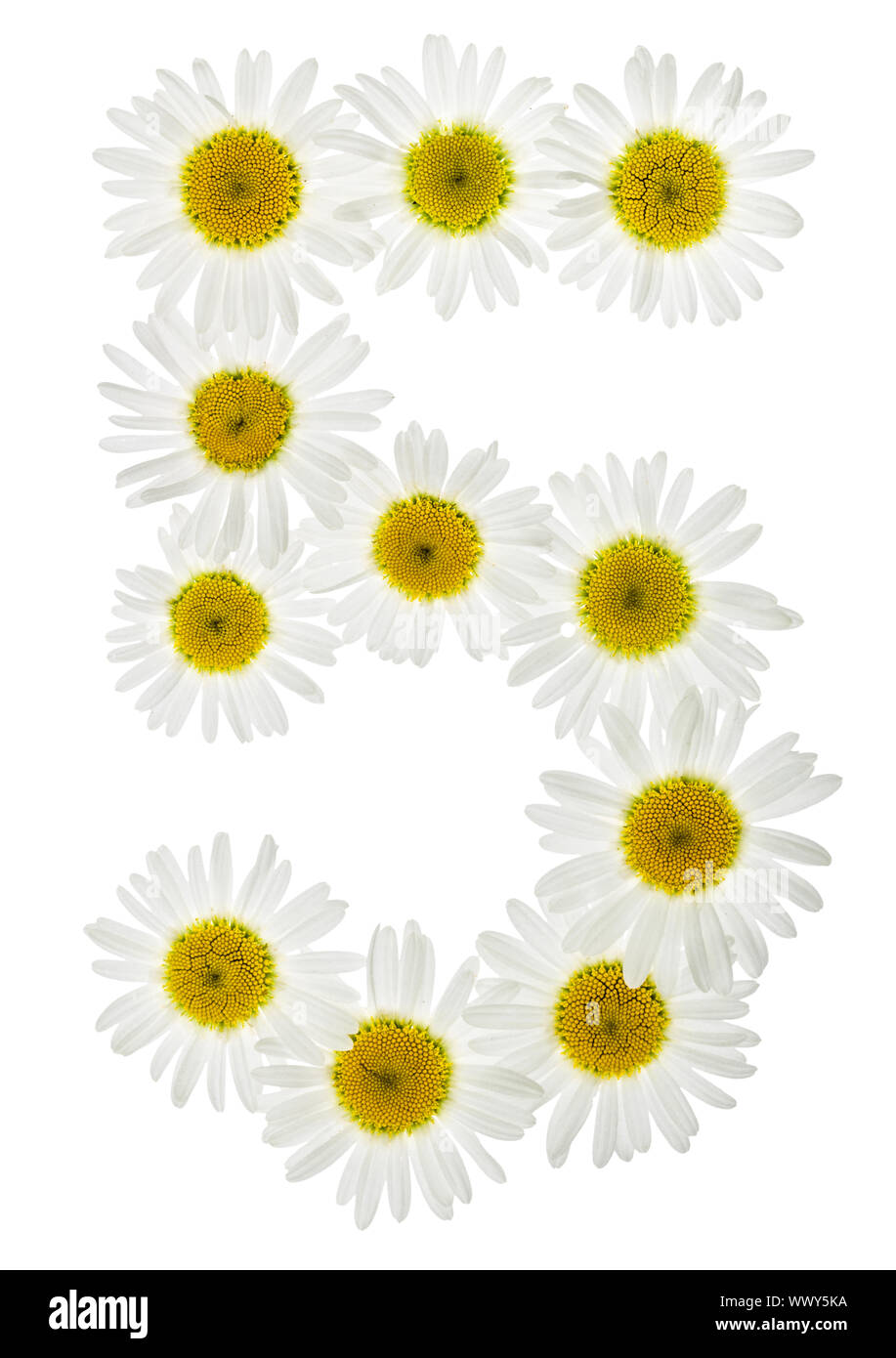 Arabic numeral 5, five, from white flowers of chamomile, isolated on ...