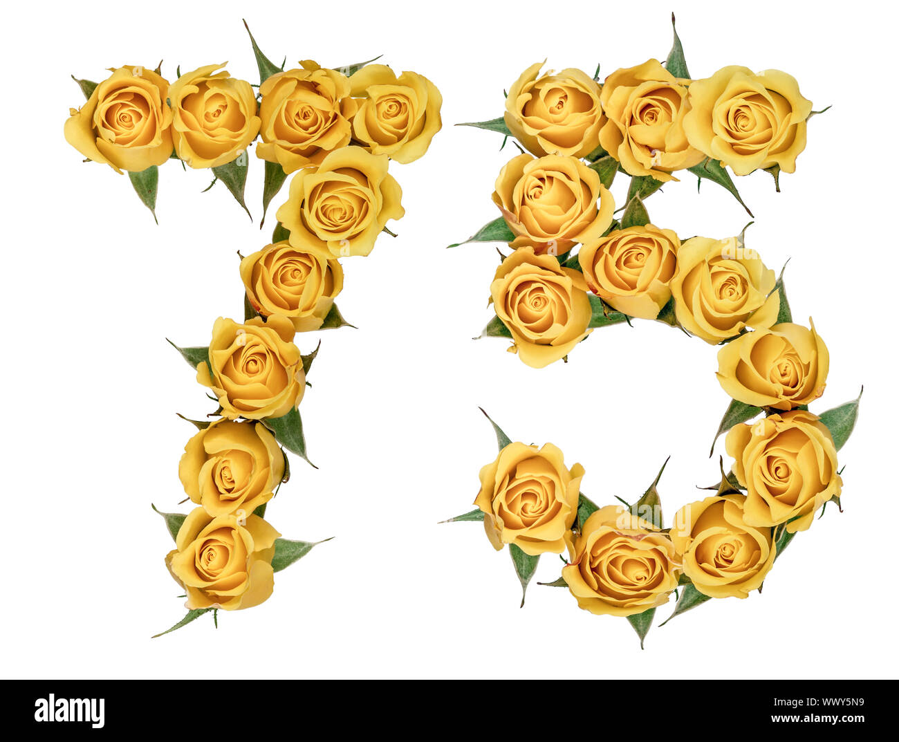 Arabic numeral 75, seventy five, from yellow flowers of rose, isolated ...