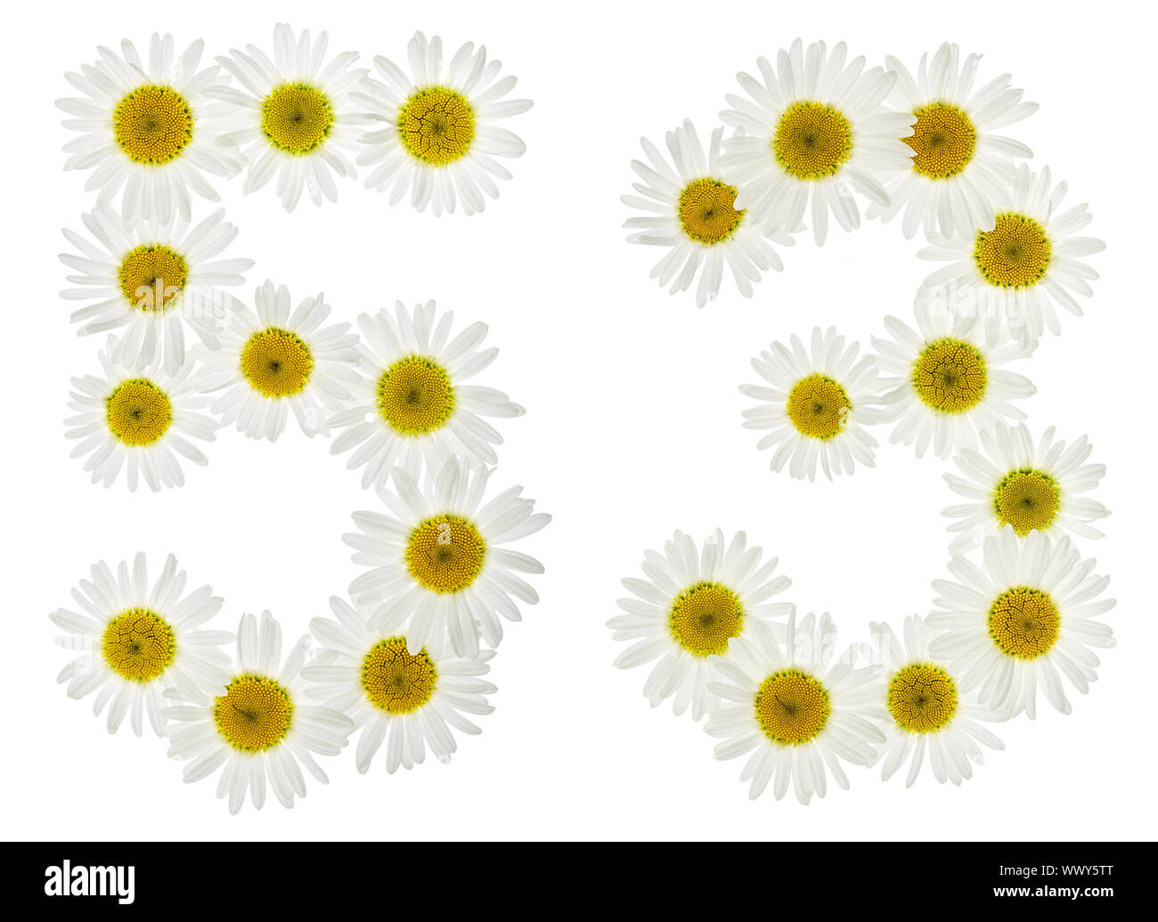 Arabic numeral 53, fifty three, from white flowers of chamomile ...