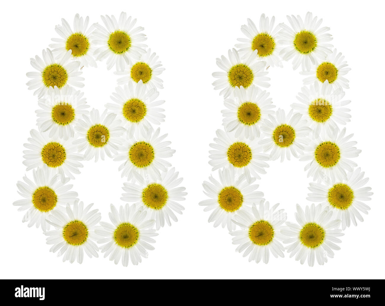 Arabic numeral 88, eighty eight, from white flowers of chamomile ...