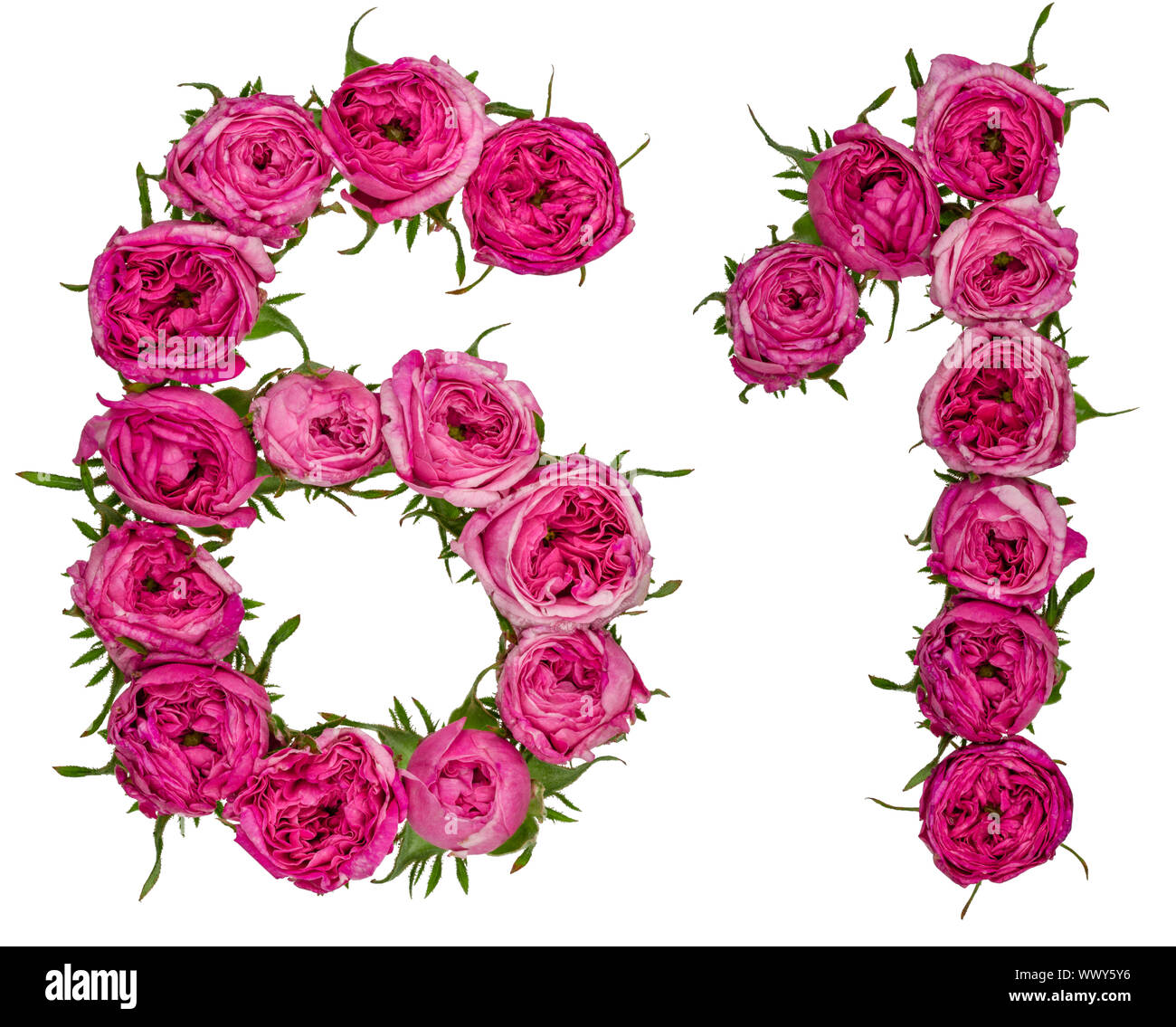 Arabic numeral 61, sixty one, from red flowers of rose, isolated on ...