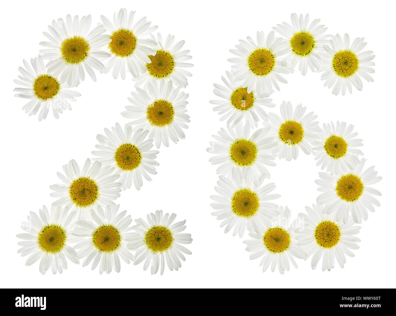 Arabic numeral 26, twenty six, from white flowers of chamomile ...