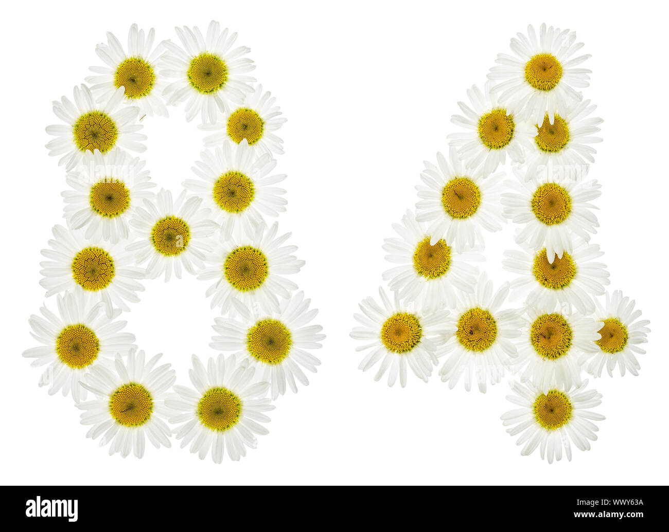 Arabic numeral 84, eighty four, from white flowers of chamomile ...