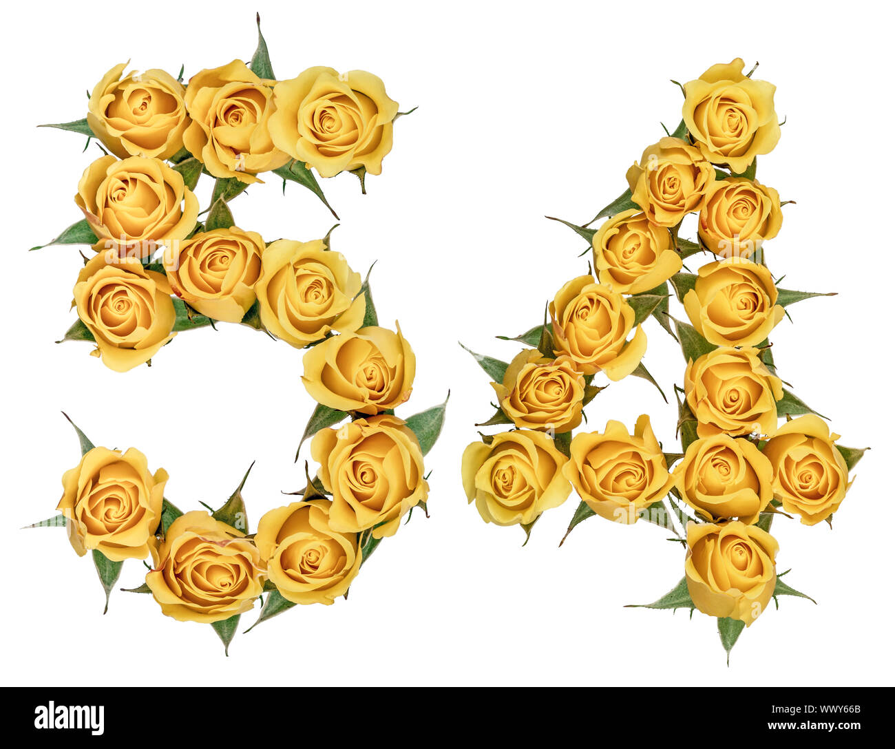Arabic numeral 54, fifty four, from yellow flowers of rose, isolated on ...