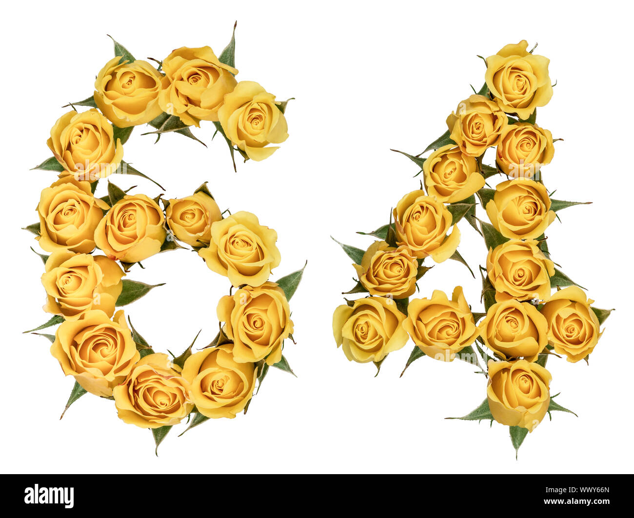 Arabic numeral 64, sixty four, from yellow flowers of rose, isolated on ...