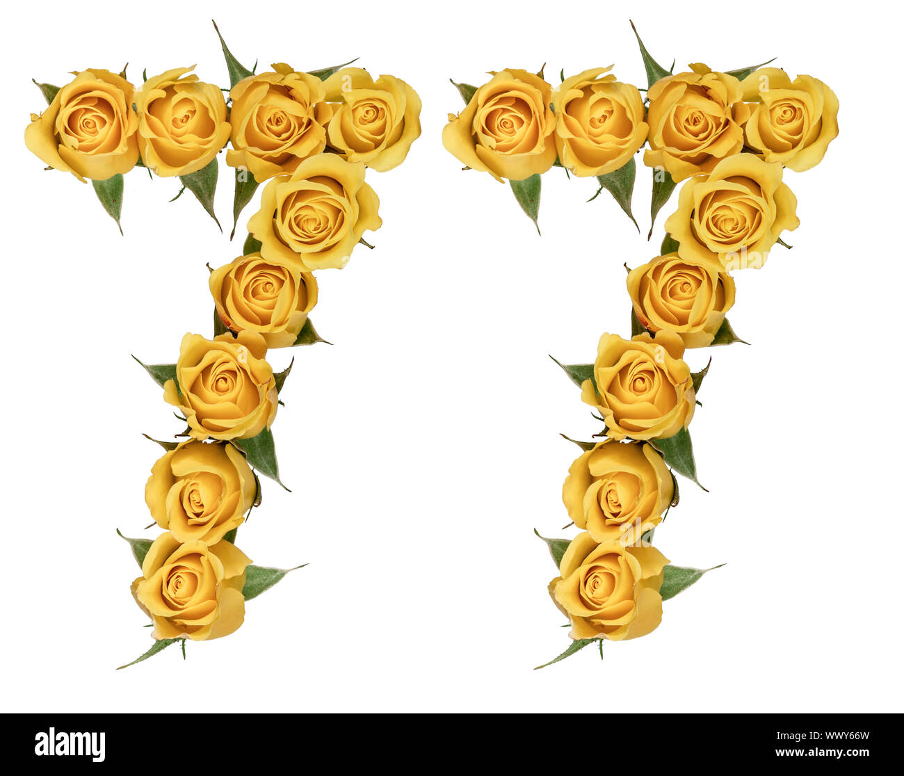 Arabic numeral 77, seventy seven, from yellow flowers of rose, isolated ...