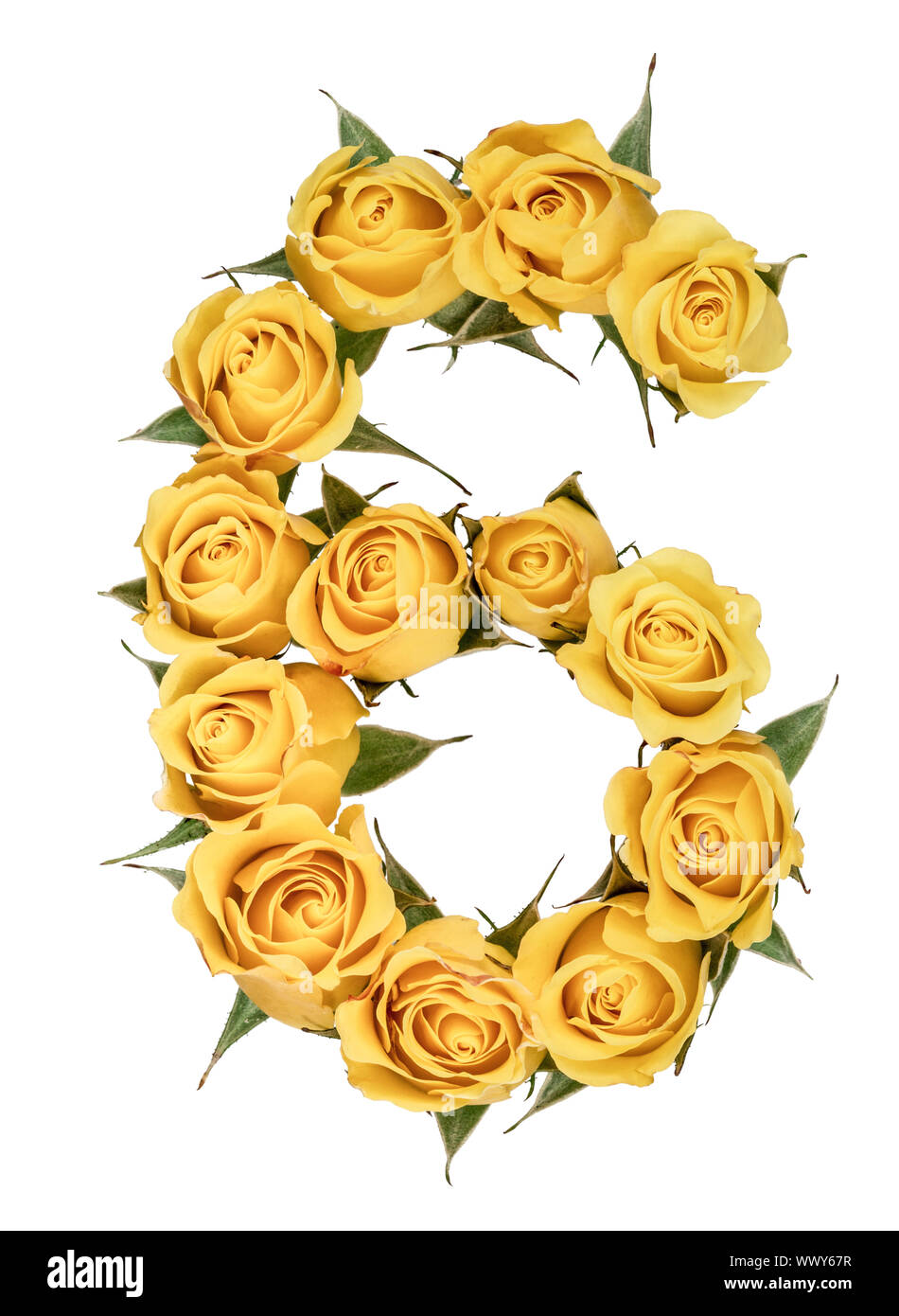 Arabic numeral 6, six, from yellow flowers of rose, isolated on white ...